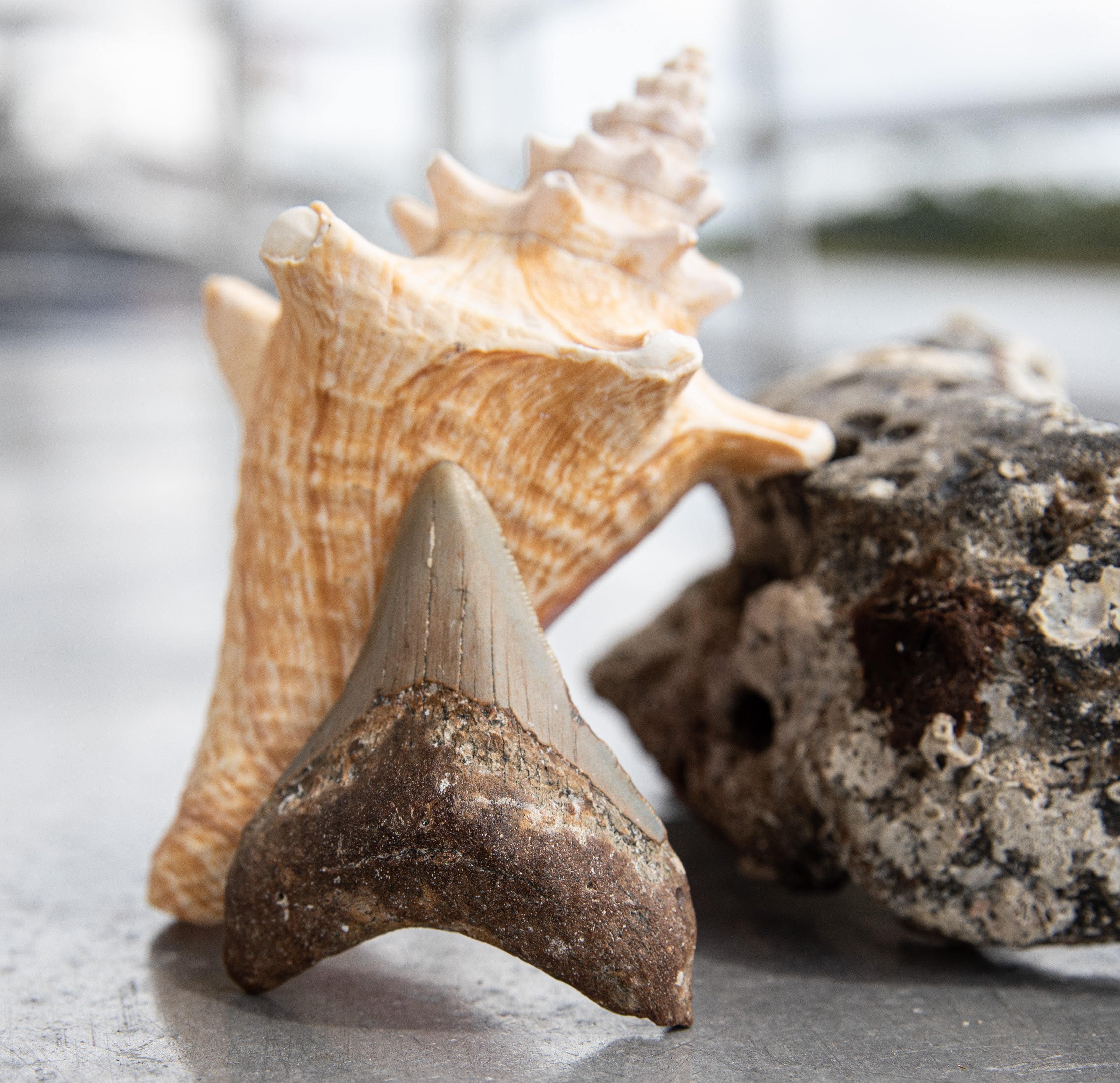 2.82" Megalodon Tooth #170 – Myrtle Beach Shark Tooth Adventures